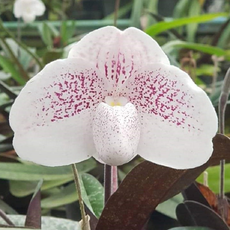 Paph. niveum X Paph. gratrixianum – EXOTICA ORCHIDS