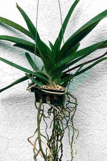 Vanda Ploenpit Blue – EXOTICA ORCHIDS