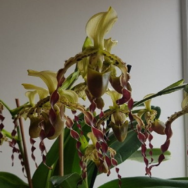 Paph. parishii 'Big Dorsal' - SS – EXOTICA ORCHIDS