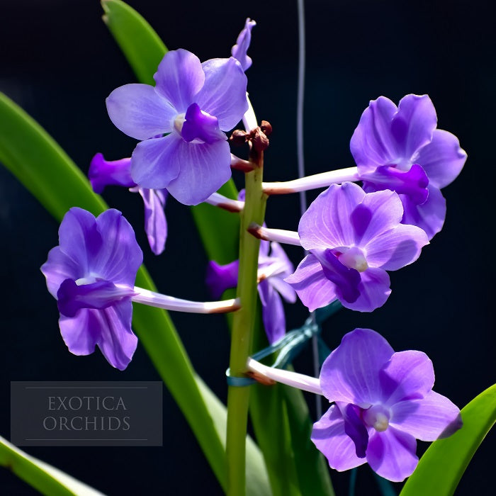 Vanda Ploenpit Blue – EXOTICA ORCHIDS