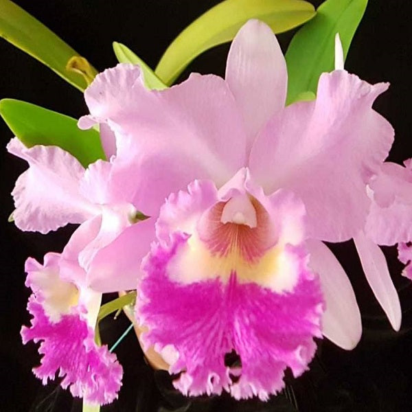 Rlc. Princess Paula – EXOTICA ORCHIDS