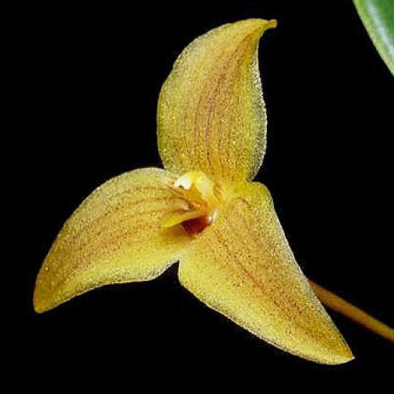 Trias / Bulbophyllum oblongum sp. – EXOTICA ORCHIDS