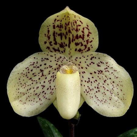 Paphiopedilium – EXOTICA ORCHIDS