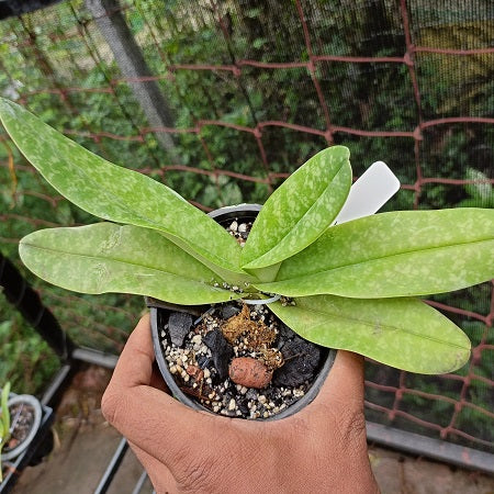 Paph. concolor – EXOTICA ORCHIDS