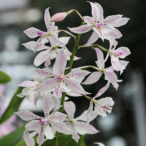 Epiarthron Kevin Mark Ragbir - RHS – EXOTICA ORCHIDS