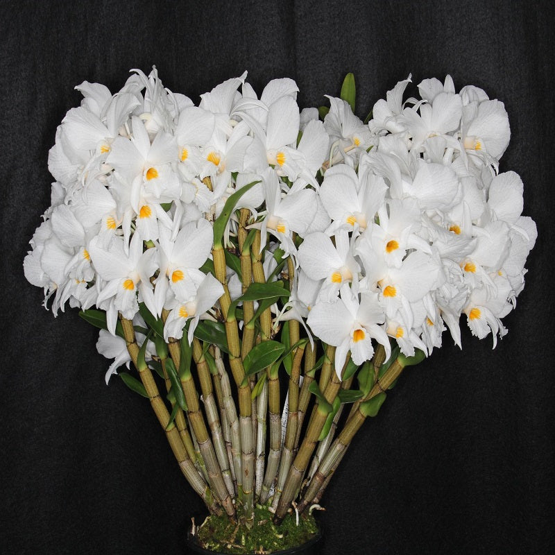 Dendrobium infundibulum sp. – EXOTICA ORCHIDS