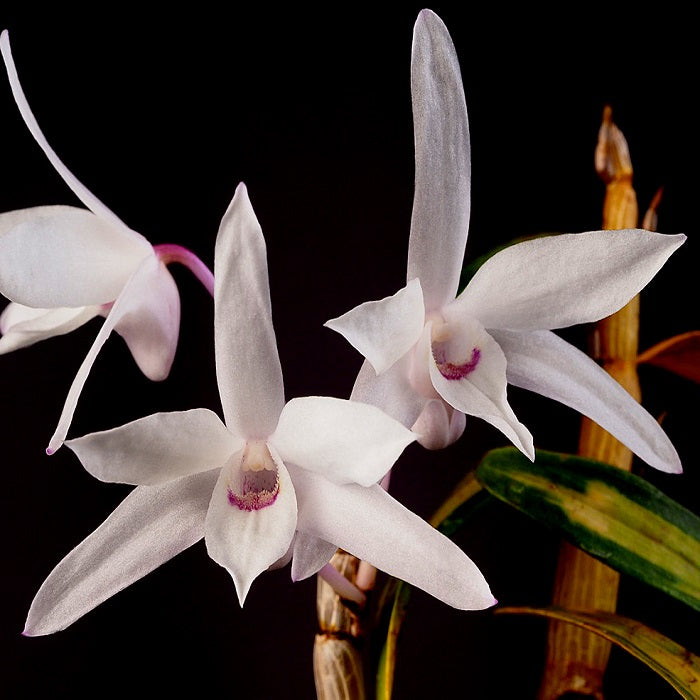 Dendrobium metrium (sociale) sp. – EXOTICA ORCHIDS