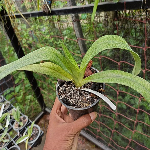 Paph. niveum X Paph. haynaldianum – EXOTICA ORCHIDS