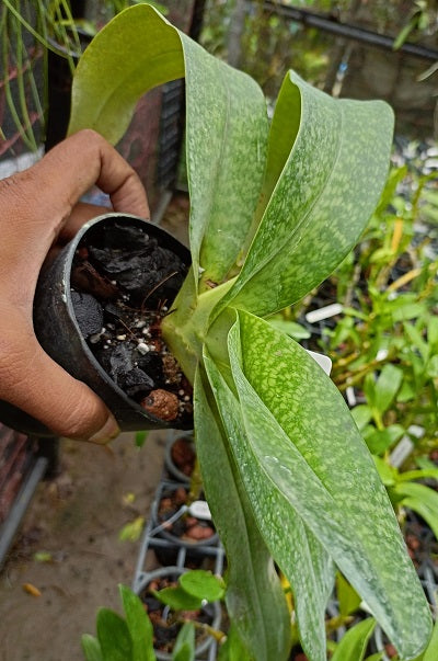 Paph. niveum X Paph. rothschildianum – EXOTICA ORCHIDS
