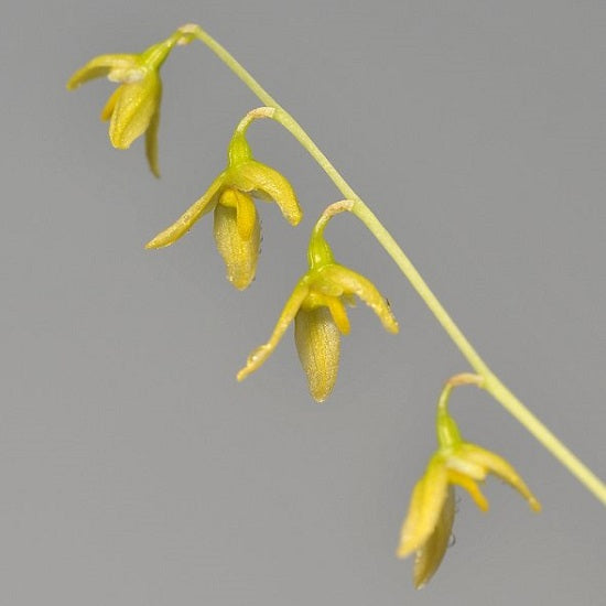 Bulbophyllum polyrhizum sp. – EXOTICA ORCHIDS