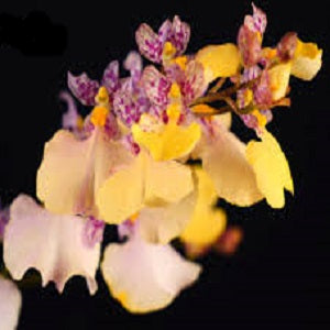 Ionocidium popcorn "Haruri" sp. – EXOTICA ORCHIDS