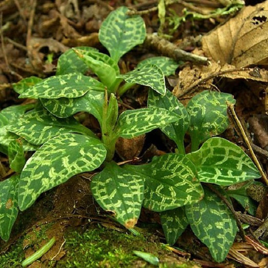 Goodyera repens sp. ( Jewel Orchid) – EXOTICA ORCHIDS