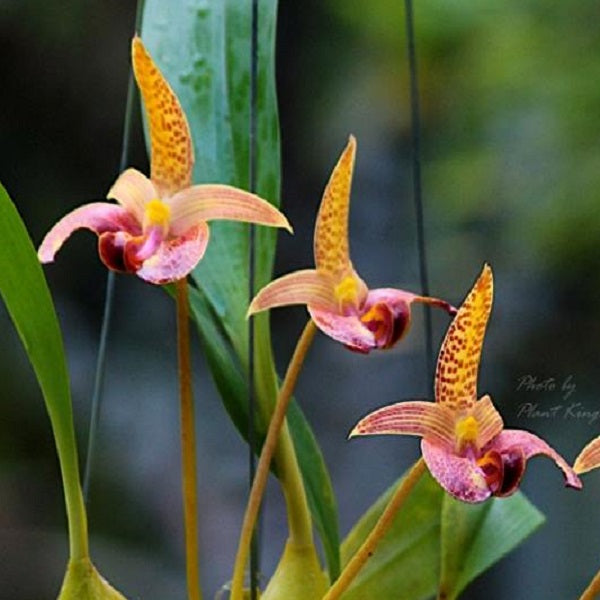 Bulbophyllum sumatranum sp. – EXOTICA ORCHIDS