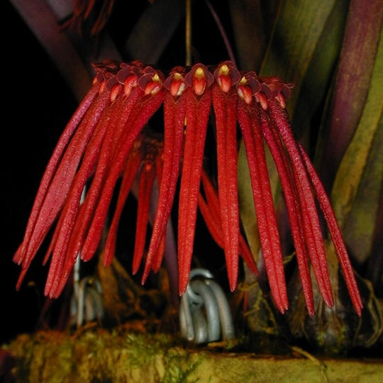 Bulbophyllum thaiorum sp. – EXOTICA ORCHIDS