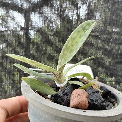 Paph. tonsum - MS – EXOTICA ORCHIDS